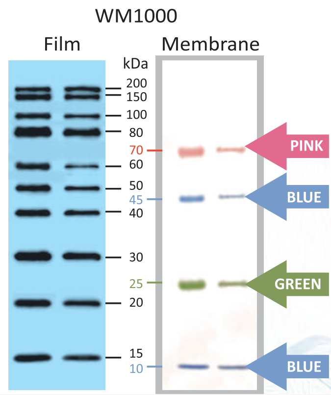 SMOBIO DNA Markers and Protein Ladders – 翰新國際有限公司-Beckman Coulter流式細胞儀 ...